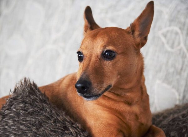 All You Need to Know About Dachshund Jack Russell Mix - Weary Panda