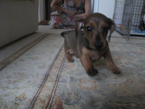 Adele’s mate, Louie - Weary Panda