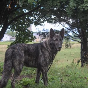 Brindle German Shepherd: Information & Facts - Weary Panda