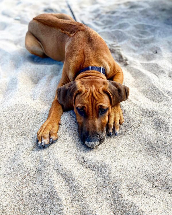 Rhodesian Ridgeback: Breed Facts - Weary Panda