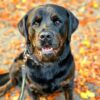 Golden Retriever Rottweiler Mix Dog Breed Information - Weary Panda