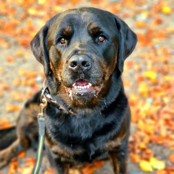 Golden Retriever Rottweiler Mix Dog Breed Information - Weary Panda
