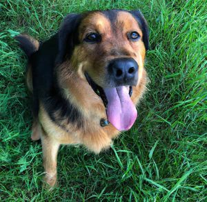 Golden Retriever Rottweiler Mix Dog Breed Information - Weary Panda