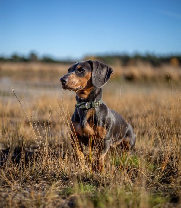 Short-haired dachshund: Everything You Need to Know - Weary Panda