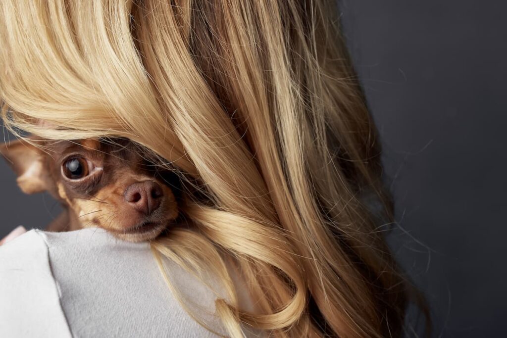 Why Do Dogs Bite Your Hair? - Weary Panda