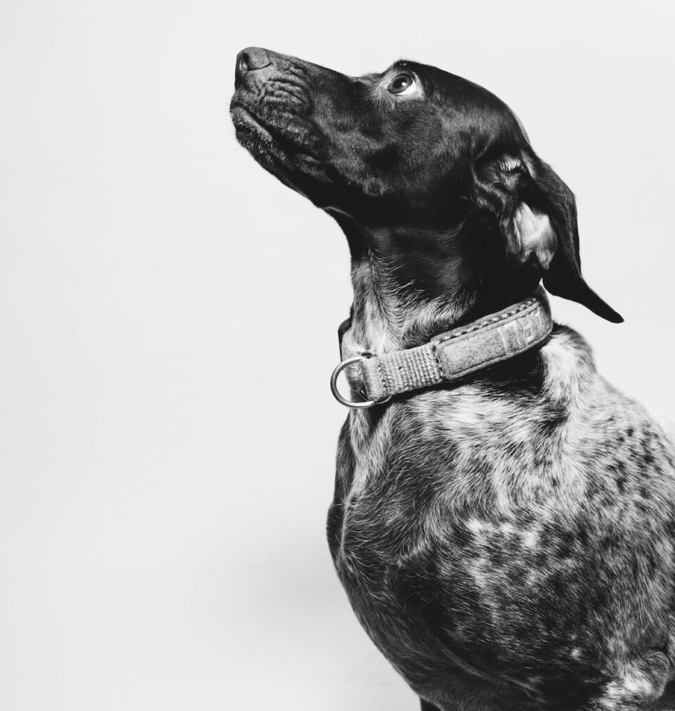 Why Do Dogs Stare At The Ceiling? - Weary Panda