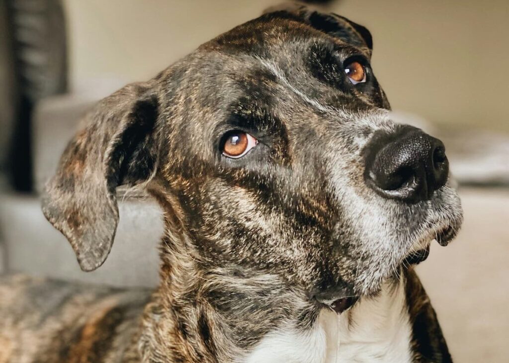 Why Do Dogs Turn Their Head? - Weary Panda