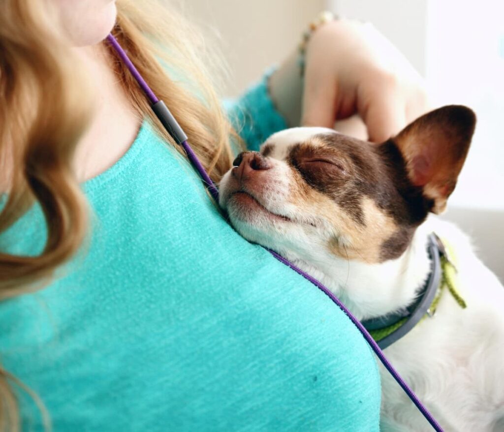 Why Do Dogs Like Being Close To You? - Weary Panda