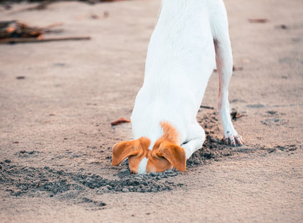 Why Do Dogs Like To Dig Randomly? - Weary Panda
