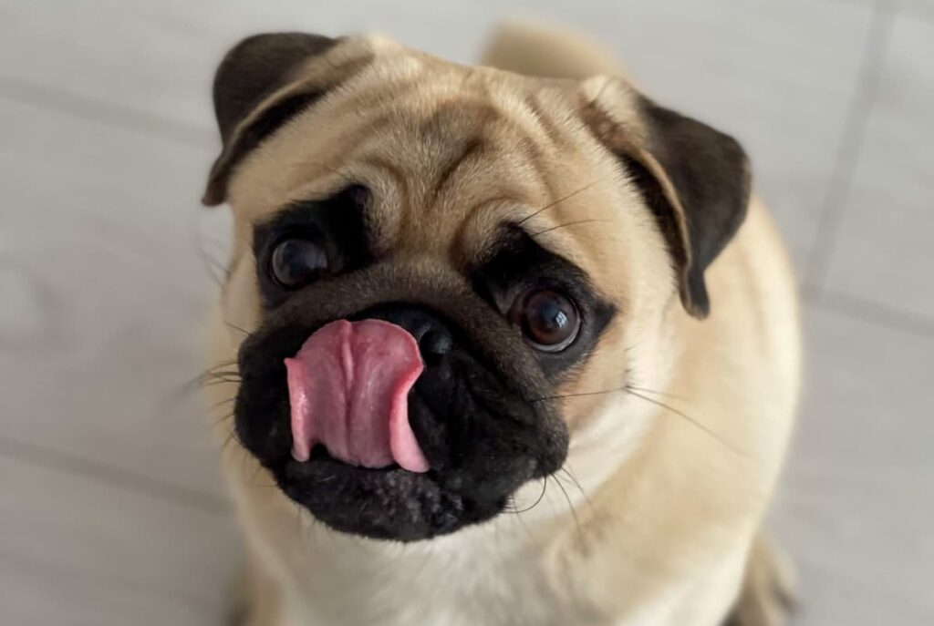 Why Do Dogs Constantly Lick Their Paws? - Weary Panda